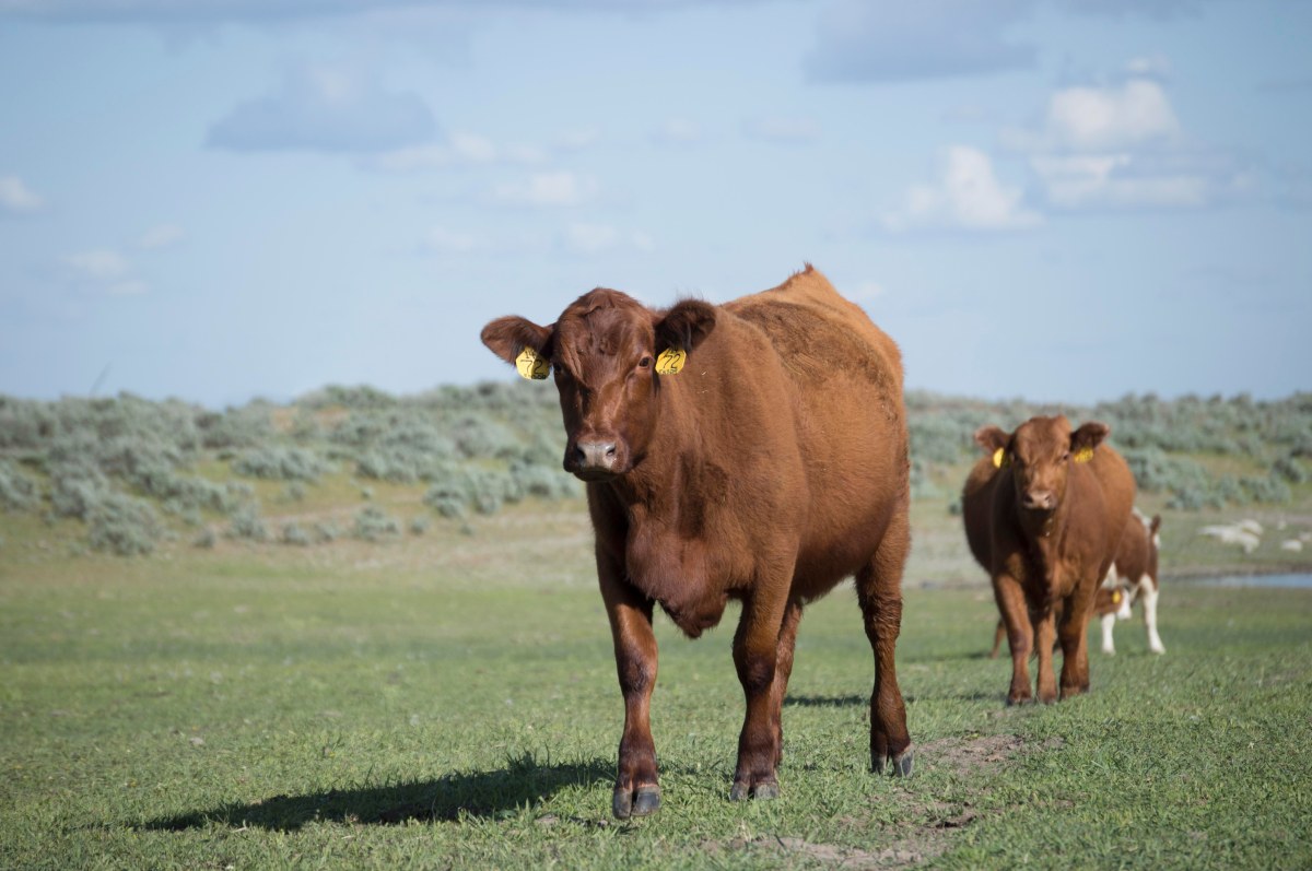 Step by Step guide on Locker Beef – Four E Farms