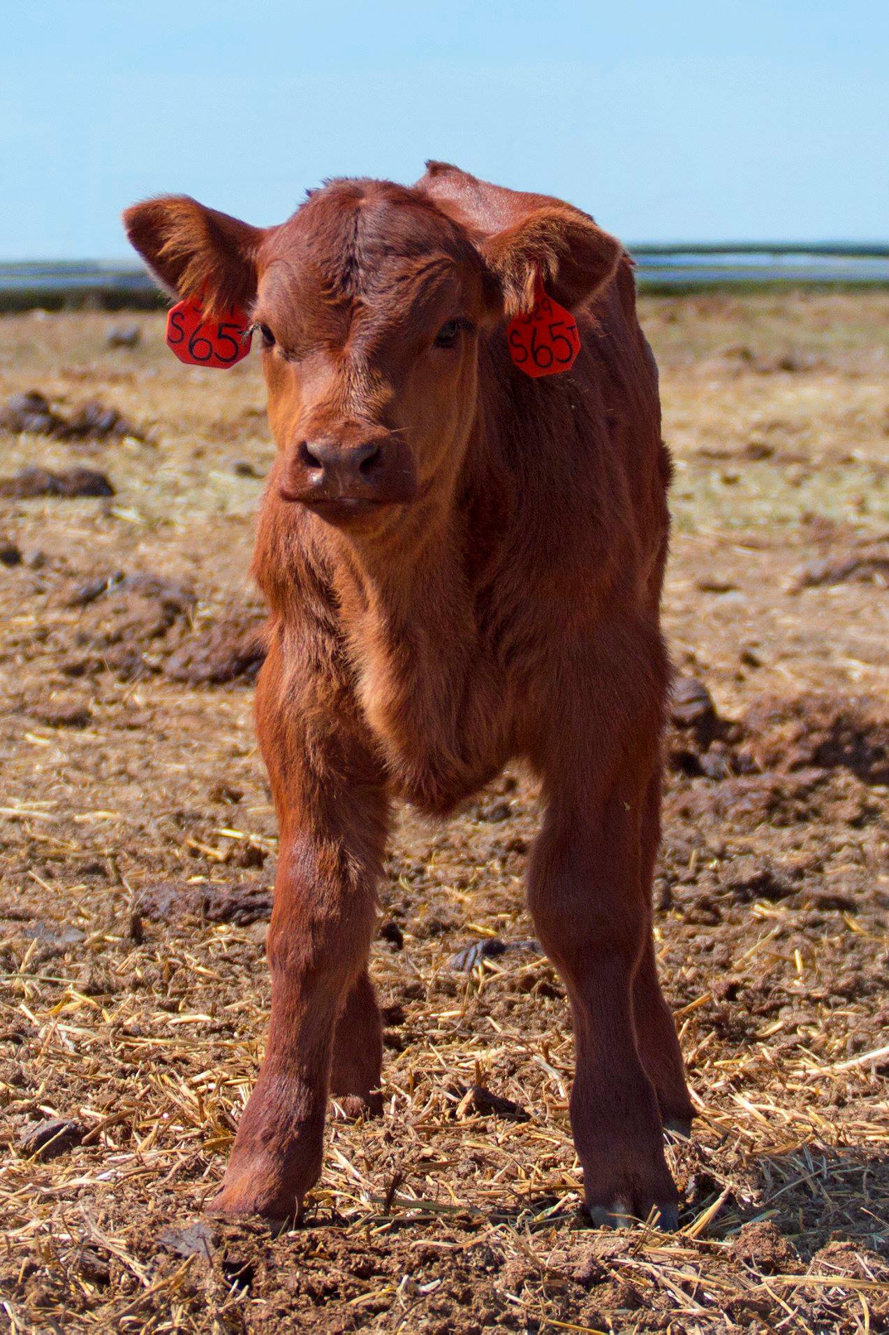 Herd Sires – Four E Farms