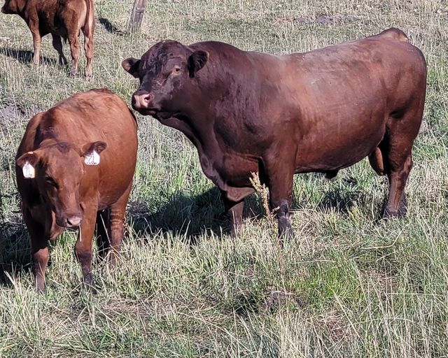 Herd Sires – Four E Farms